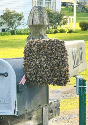 Police officer’s bee swarm removal creates a buzz | News, Sports, Jobs ...
